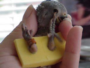 Fixing Splay Legs Parrot Parrot