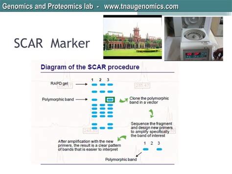 Dna Markers Techniques For Plant Varietal Identification Ppt Genetics Science