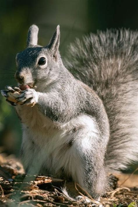 Types Of Squirrels Gray Squirrels Squirrel Squirrel Species