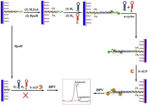 Scheme 1 Schematic Illustration Of Electrochemical Method For