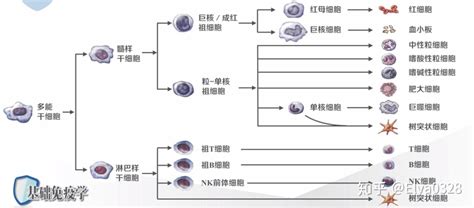 免疫学 02 免疫相关器官介绍 知乎
