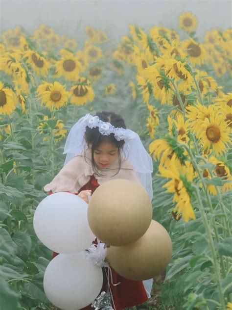 💛🌻3 พิกัด เที่ยวทุ่งดอกทานตะวัน ฤดูกาลท่องเที่ยว L ลพบุรี📸 แกลเลอรี