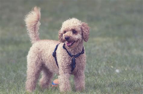 푸들 성격 특징 종류와 털 빠짐