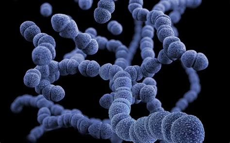 Streptococcus In Urine Causes And Features Medicine