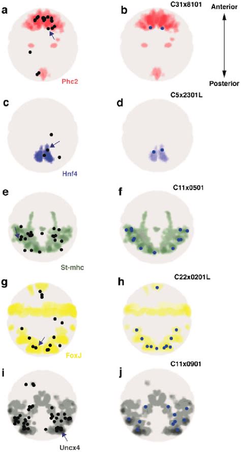 Spatial Mapping Of Single Cells To Spatially Coherent Regions Download Scientific Diagram