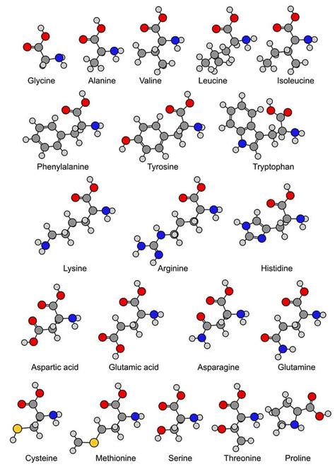 What Are The Building Blocks Of Proteins Called