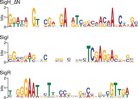 Sigma Factor Recognition Motifs Sequence Logos Of The Consensus Download Scientific Diagram