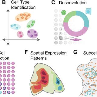 Preprocessing Of Raw Spatial Transcriptomic Data A For Spatial
