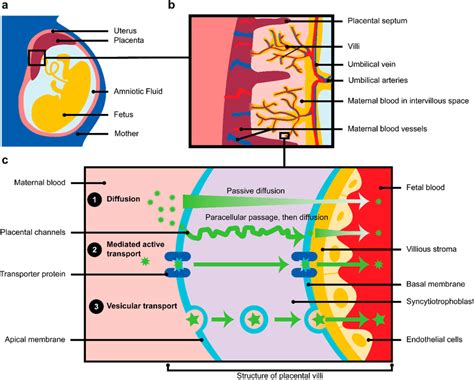 A Basic Structure Of Fetal And Maternal Organs With B Showing The Download Scientific