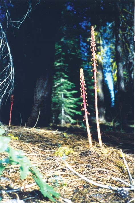 Pterospora Andromedea Download Scientific Diagram