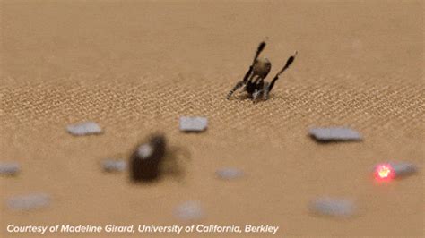 Dance Spider  By Science Friday Find And Share On Giphy