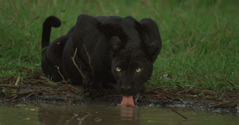 Against All Odds A Camera Trap Captures An Elusive Black Panther