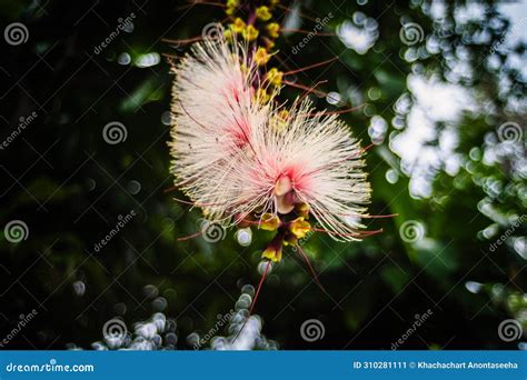 Hassk Flower Calliandra Haematocephala Tropical Flower Royalty Free