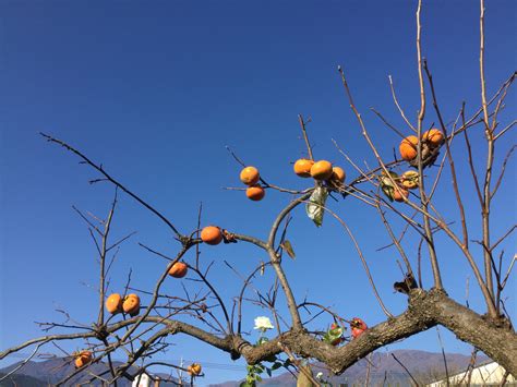 5本の柿の木 自然食品 有機村