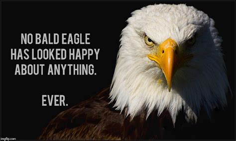 Usa Eagle Memes