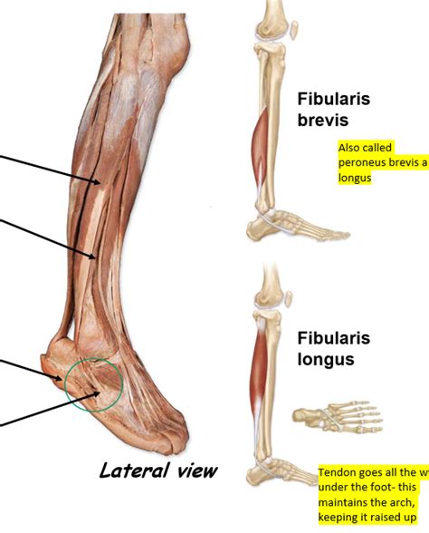 Inversion And Eversion