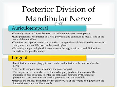 Ppt Trigeminal Nerve Mandibular Branch Powerpoint Presentation Free Download Id 1892929