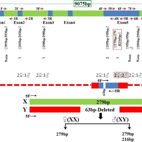 Chromatogram Of Sequenced Yak A Amelx Isoform B Amely Isoform Download Scientific Diagram