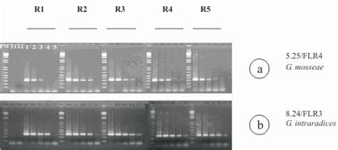 Pcr Detection Of G Mosseae And G Intraradices Inoculated Into The Download Scientific Diagram
