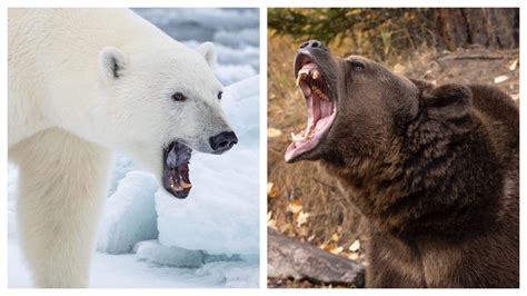 Polar Bear And Grizzly Bear