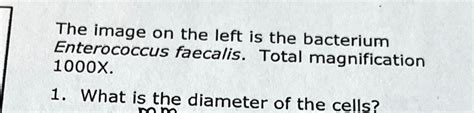 The Image On The Left Is The Bacterium Enterococcus Faecalis Total Magnification 1000x 1 What
