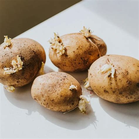 17 Kitchen Scraps That Magically Turn Into Edible Plants Plantisima