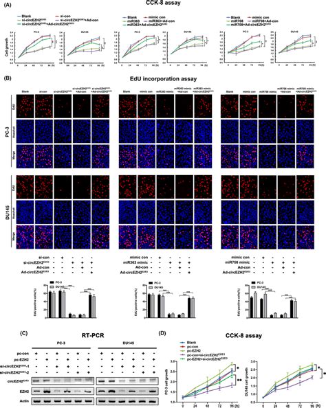 Circezh2e2 E3 Promoted Prostate Cancer Cell Growth In Vitro A Download Scientific Diagram