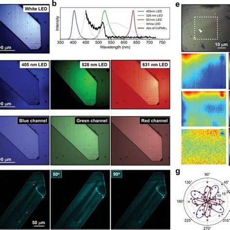 Universal Ferroelasticity In Hybrid And Inorganic Halide Perovskites