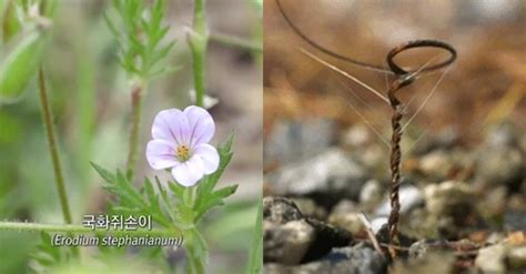 평범하고 귀여운 꽃 국화쥐손이의 놀라운 비밀 포스트쉐어