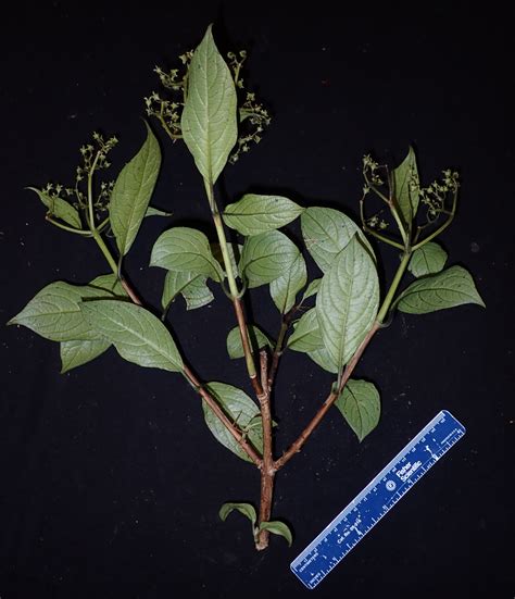 Hydrangea Hydrangeaceae