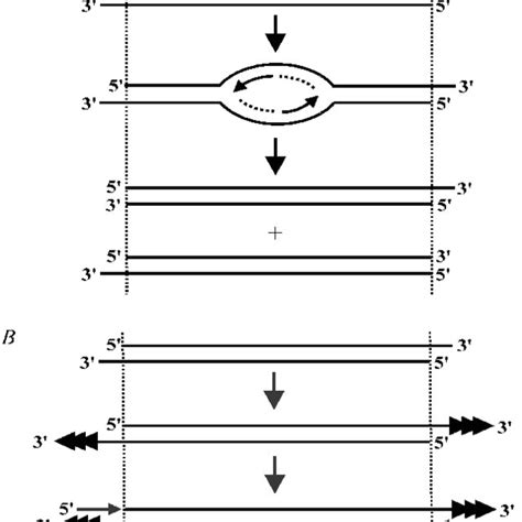 The End Replication Problem A A Standard Dna Replication Machinery