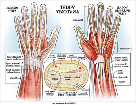 Wrist Joint Anatomie Wrist Joint Anatomy Jmjnr