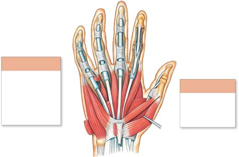 Intrinsic And Extrinsic Muscles Of The Hand