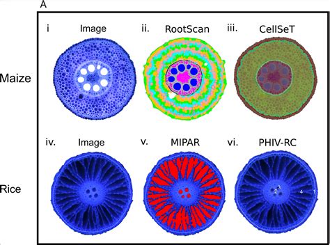 Root Anatomy And Soil Resource Capture Research Department Of Plant Science