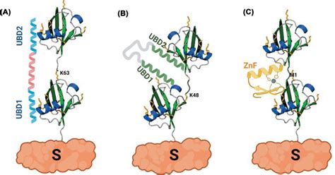 The Ubiquitin Code Is Recognized By Proteins Containing Single Or