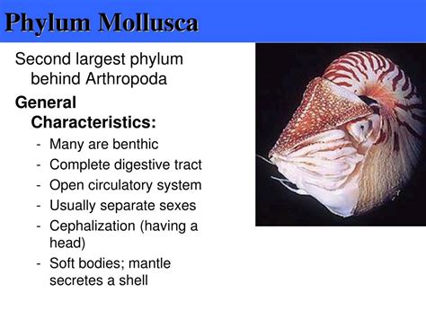 Ppt The Benthic Zone Powerpoint Presentation Free Download Id4528632