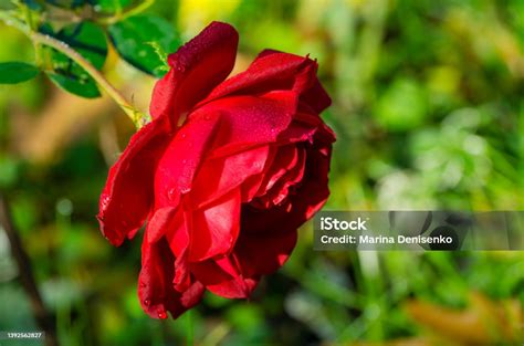 호화로운 밝은 빨간색 장미 레드 스타는 무성한 녹색 정원을 배경으로합니다 이슬 방울이있는 장미 꽃잎 클로즈업 선택적 초점 낭만적 인 사랑 테마 0명에 대한 스톡 사진 및