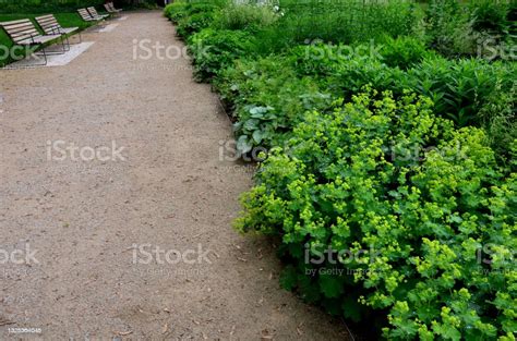 빗방울이 작은 노란 꽃의 섬세한 꽃의 잎에 붙어 후 잎은 미세 한 머리와 Palmately 무성한 녹색입니다 공원 벤치 뒤의 모래 길에서 자라나다 0명에 대한 스톡 사진 및