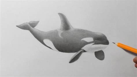 How To Draw An Orca Killer Whale Pencil Drawing How To Draw A