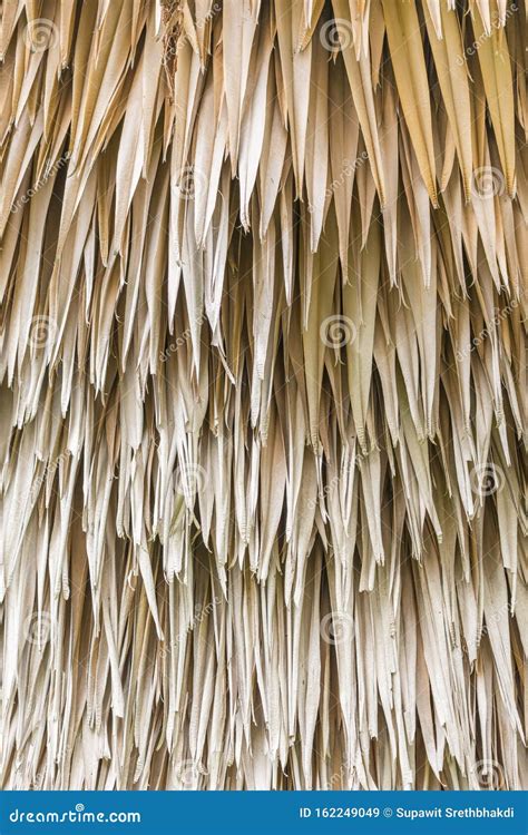 Asian Palmyra Palm Borassus Flabellifer Dry Leaves Stock Image