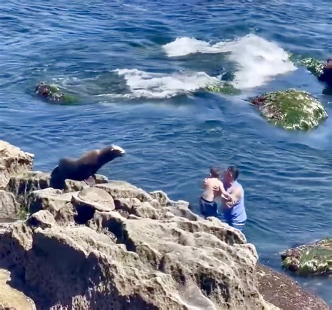 Beach Please California Sea Lions Fight Back Against Dumb Humans Not
