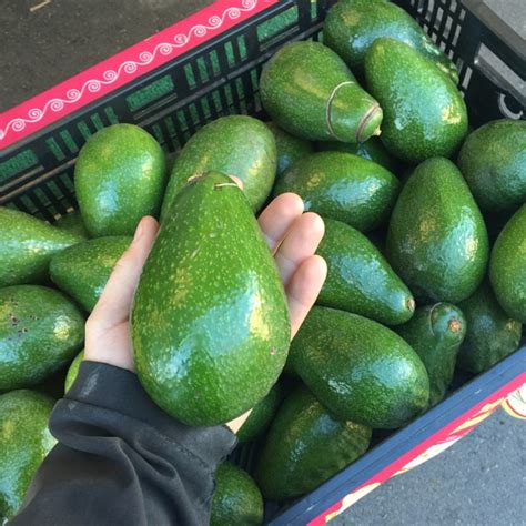 Zutano Avocado