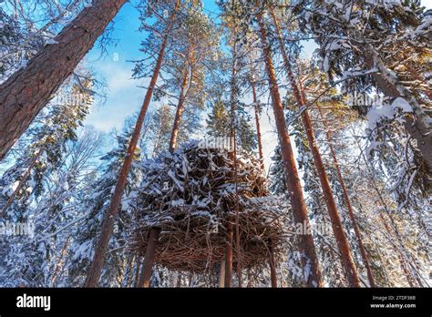 The Nest The New Concept Of The Last Accommodation On Top Of Trees Of The Tree Hotel In Harads