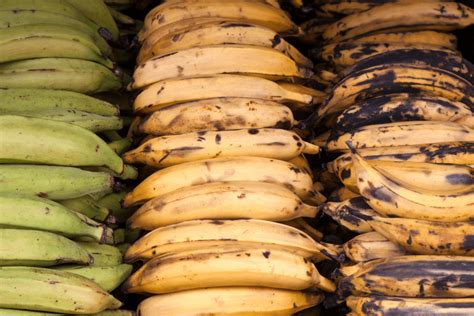 Maduros How To Make Fried Yellow Plantains Sava Snacks