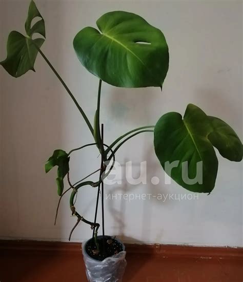 Монстера — купить в Красноярске Горшечные растения и комнатные цветы на интернет аукционе