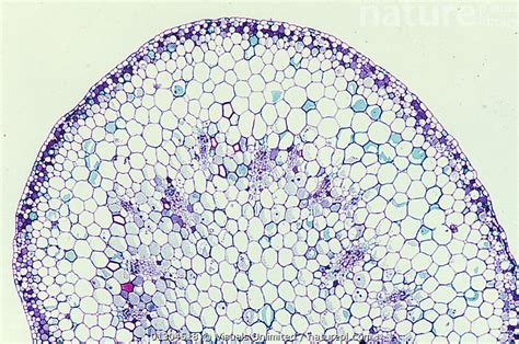 Petiole Cross Section