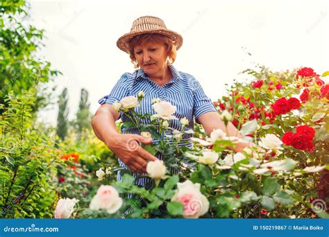 Senior Woman Gathering Flowers In Garden Middle Aged Woman Hugging