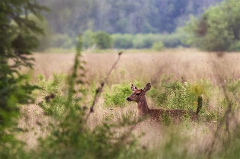 Doe Deer Mammal Free Photo On Pixabay Pixabay