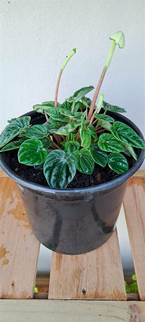 Ripple Peperomia The Plant Lady