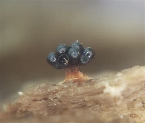 Blackberry Tree Trunk Slimefriend R Slimemolds